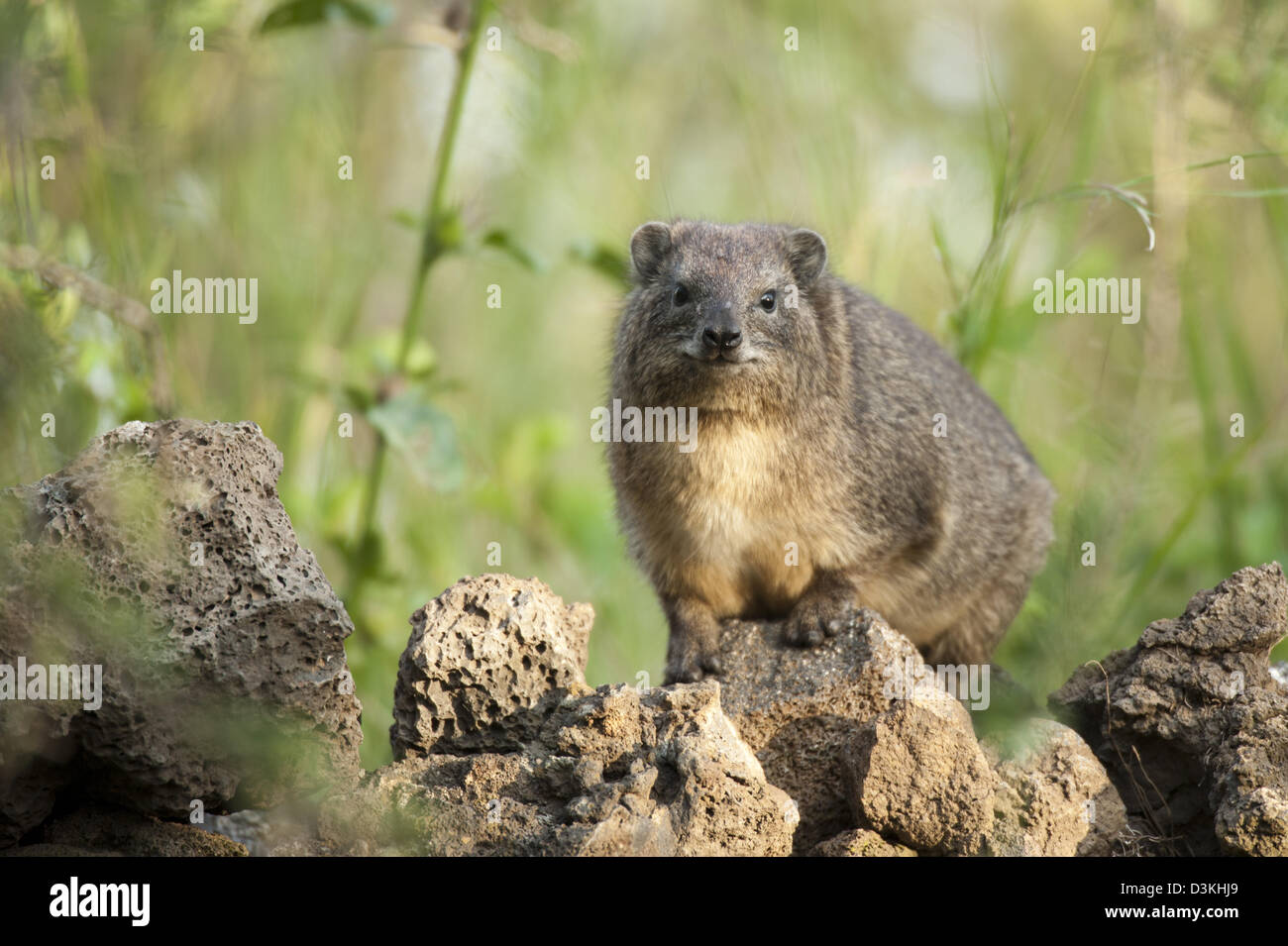 Soysambu conservancy hi-res stock photography and images - Alamy