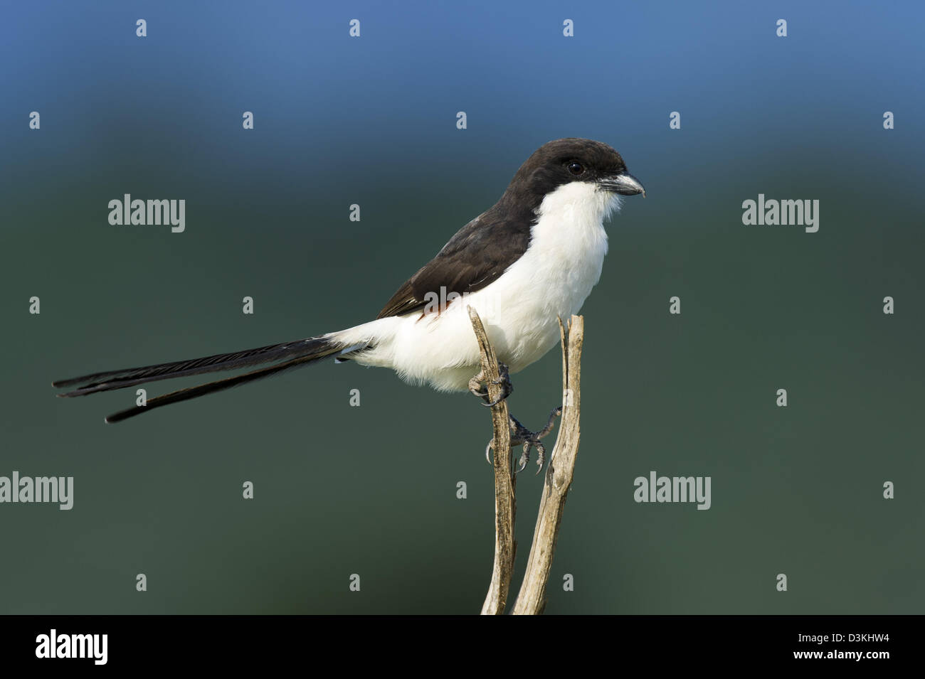 Long-tailed fiscal, Lanius cabanisi, Taita Hills Wildlife Sanctuary ...