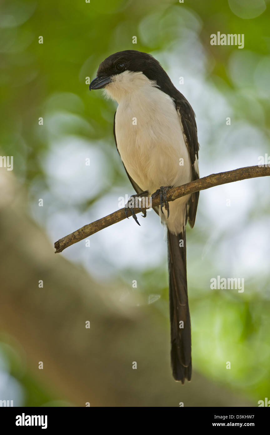 African long tailed shrike hi-res stock photography and images - Alamy