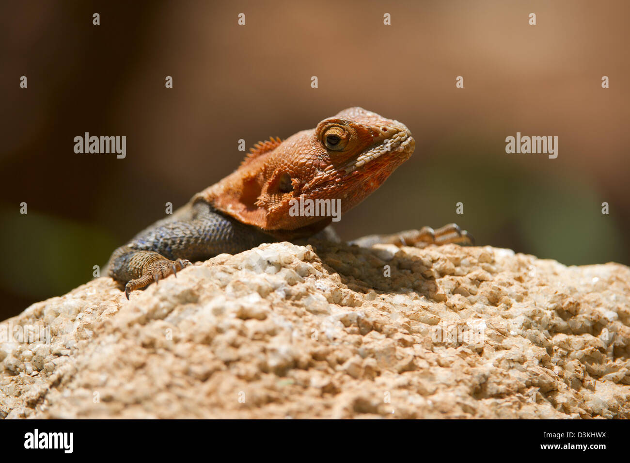 Agama lizard, Taita Hills Wildlife Sanctuary, Kenya Stock Photo - Alamy