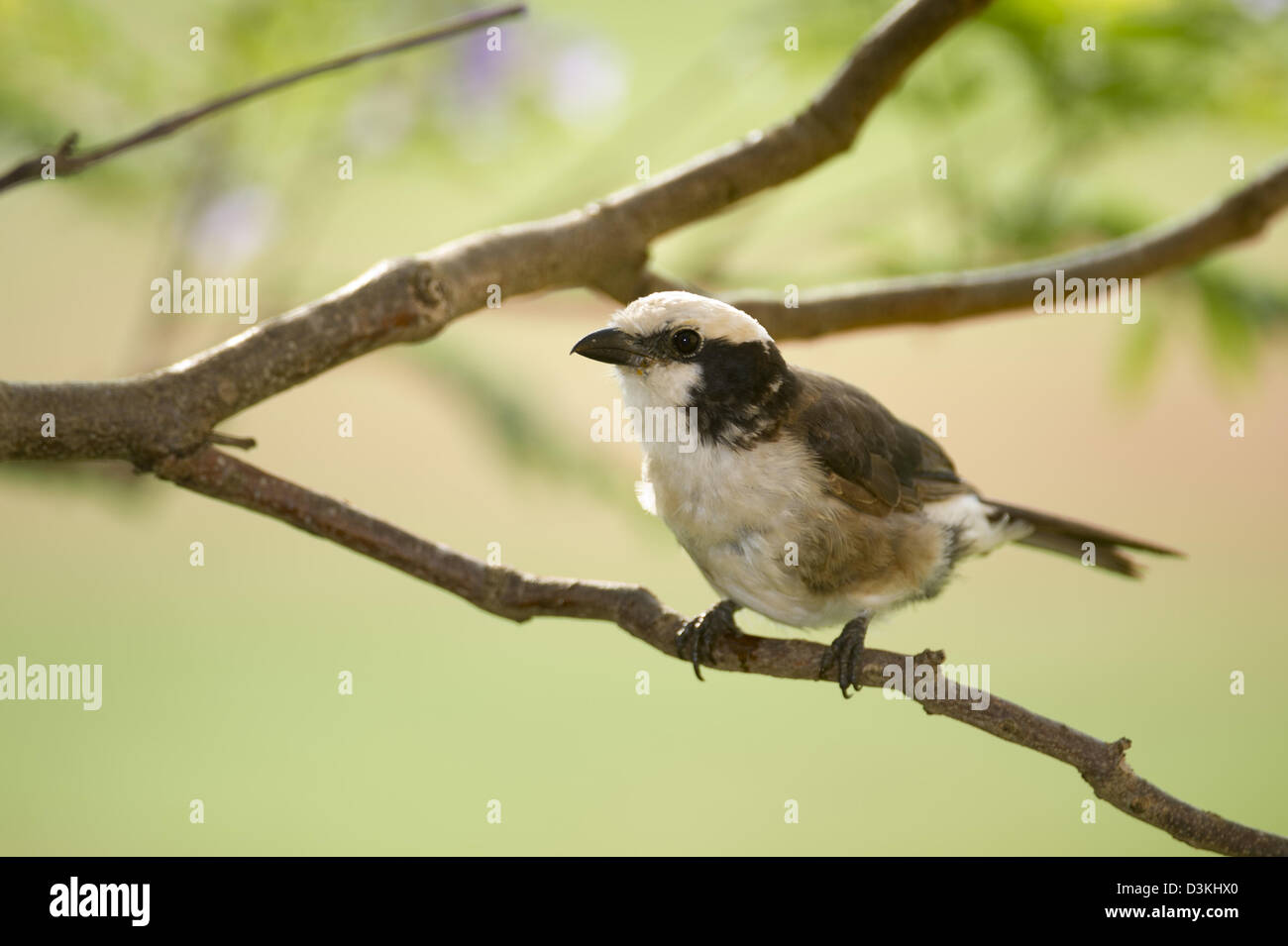 Northern White-crowned Shrike, Eurocephalus rueppelli, Taita Hills ...