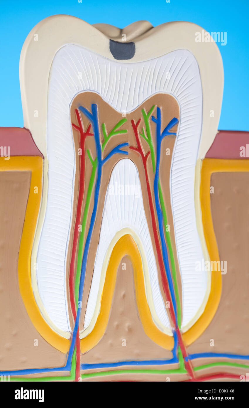 Human tooth structure Stock Photo - Alamy
