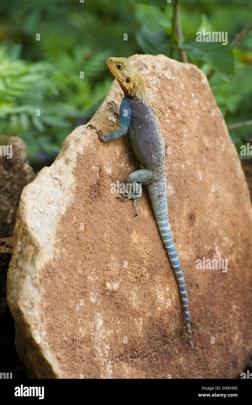 Agama lizard, Taita Hills Wildlife Sanctuary, Kenya Stock Photo - Alamy
