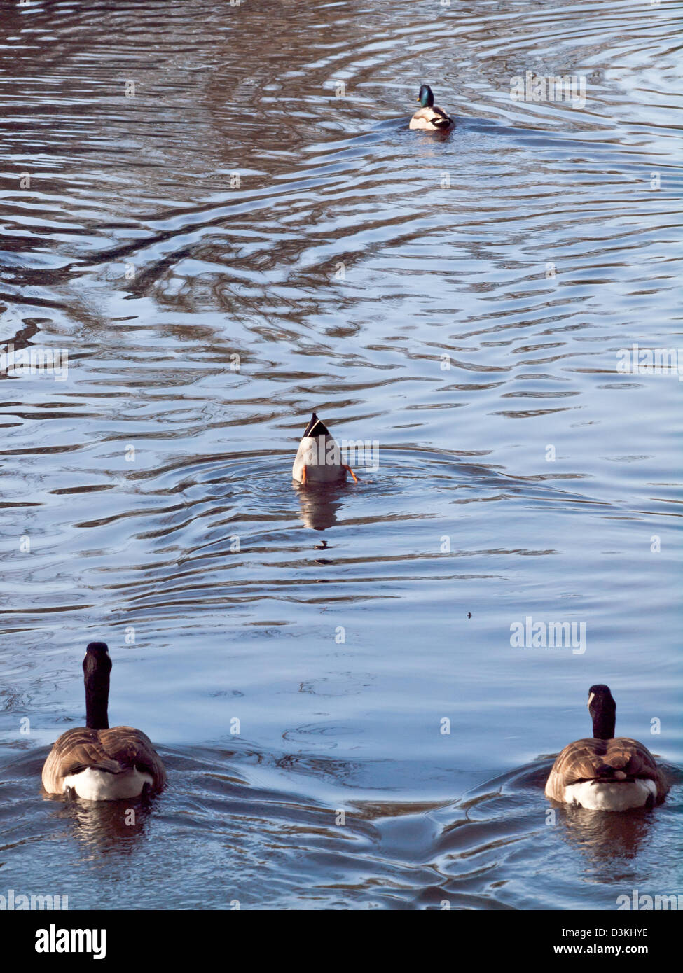 Working ducks High Resolution Stock Photography and Images - Alamy