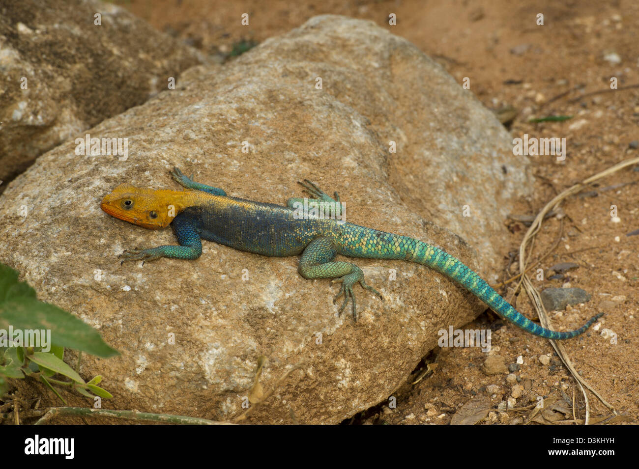 Agama lizard, Taita Hills Wildlife Sanctuary, Kenya Stock Photo - Alamy