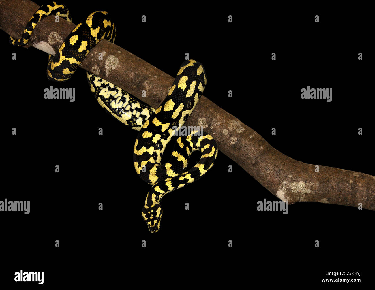 Carpet or diamond python, morelia spilota with black background ...
