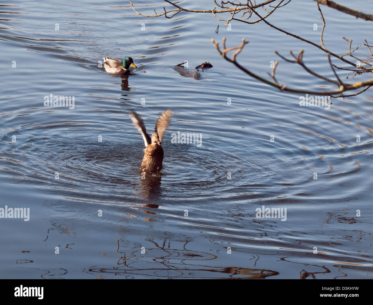 Ripples from duck swimming hi-res stock photography and images - Alamy