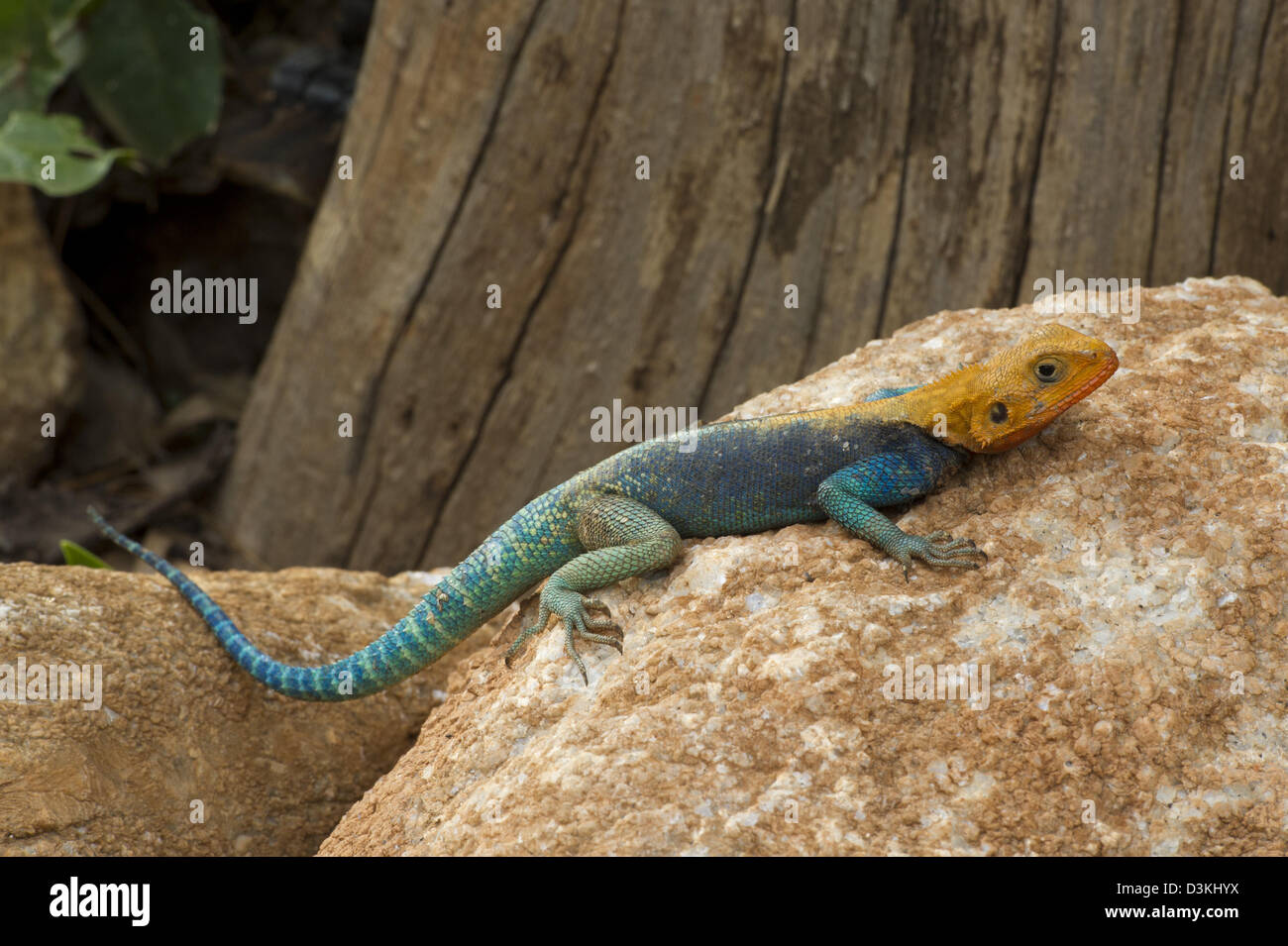 Agama lizard, Taita Hills Wildlife Sanctuary, Kenya Stock Photo - Alamy
