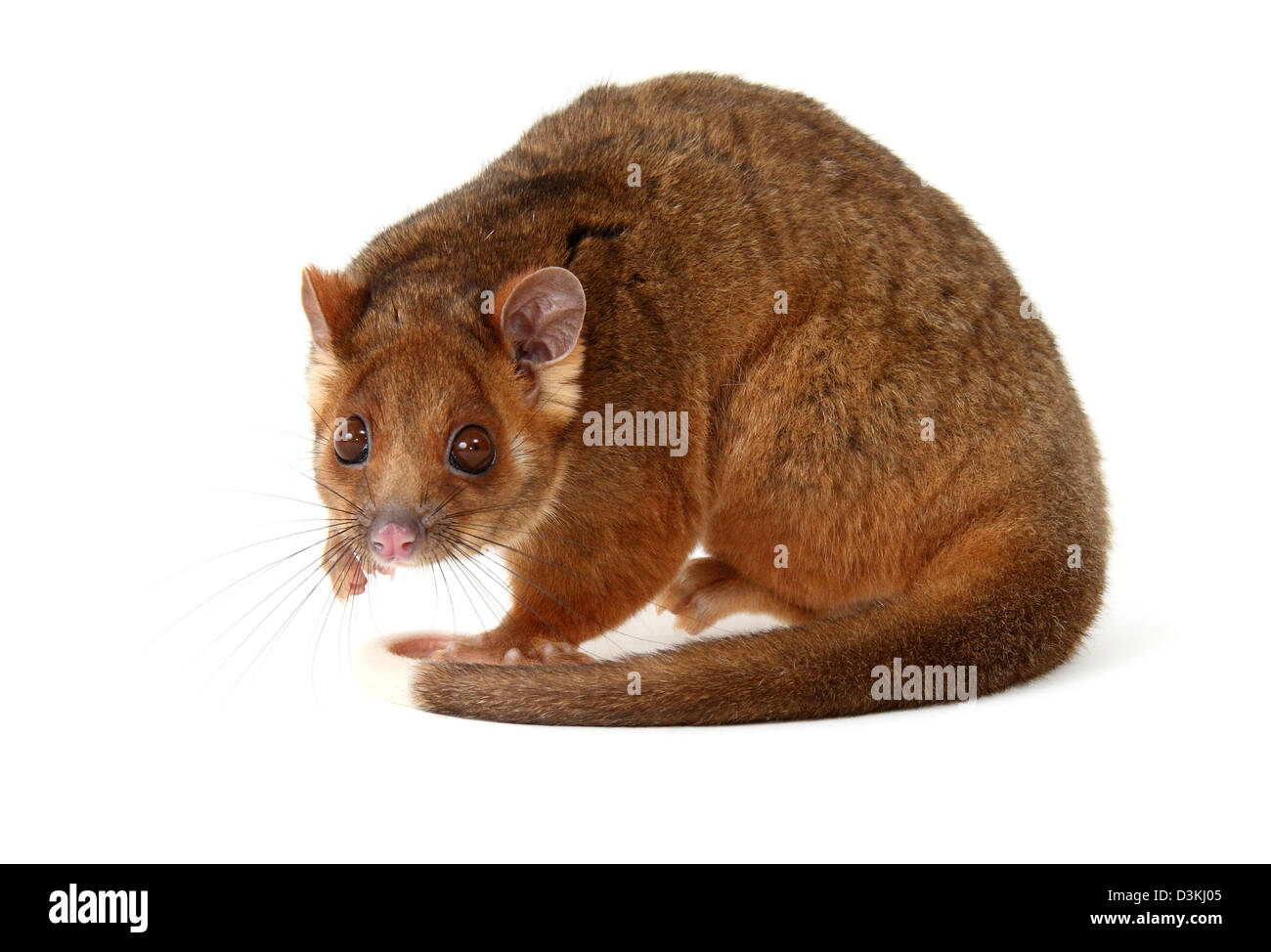 Common ringtail possum in a studio suitable for cut-out Stock Photo - Alamy