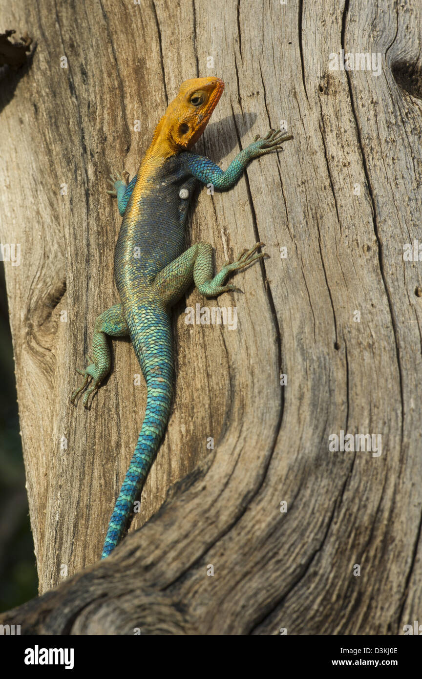 Agama lizard, Taita Hills Wildlife Sanctuary, Kenya Stock Photo - Alamy
