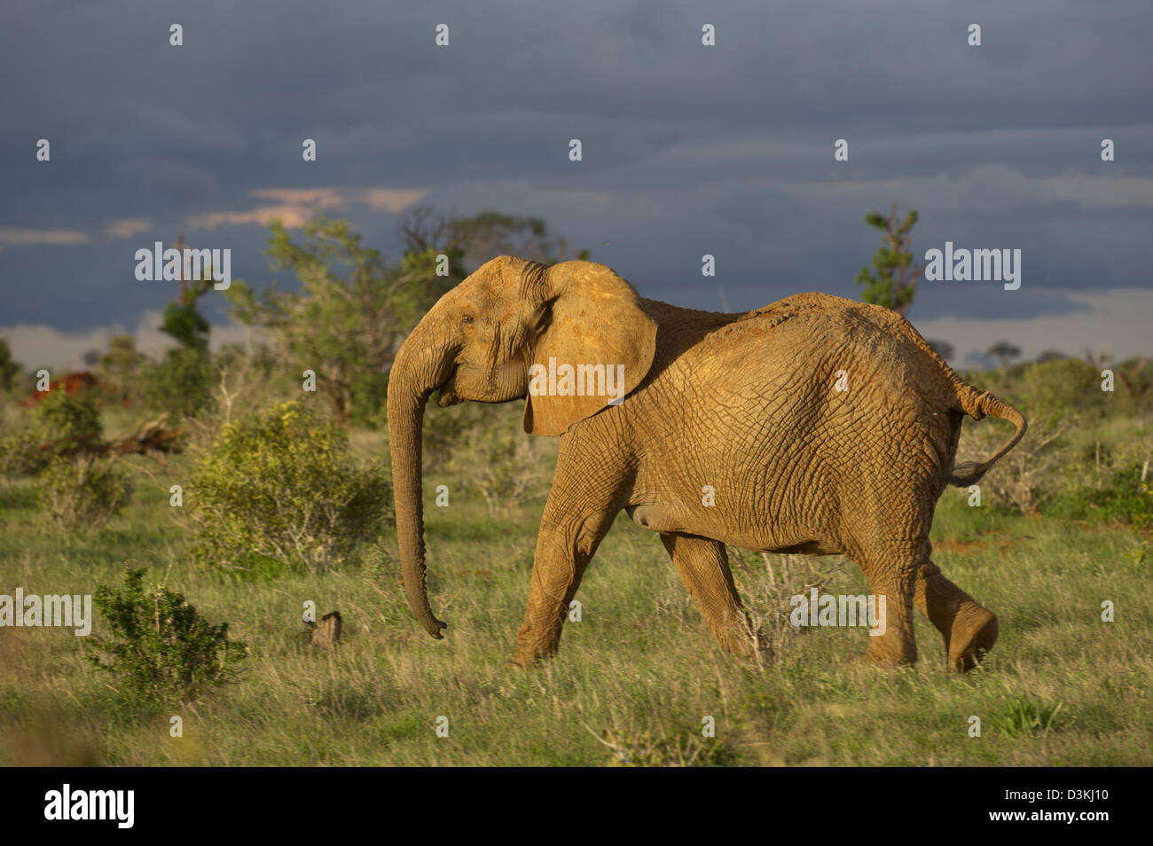 Elephant storm hi-res stock photography and images - Alamy