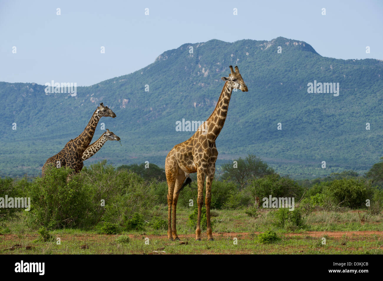 Maasai giraffes (Giraffa camelopardalis tippelskirchi), Tsavo East ...