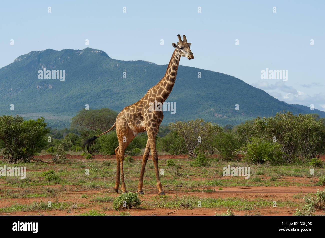 Maasai giraffe (Giraffa camelopardalis tippelskirchi), Tsavo East ...