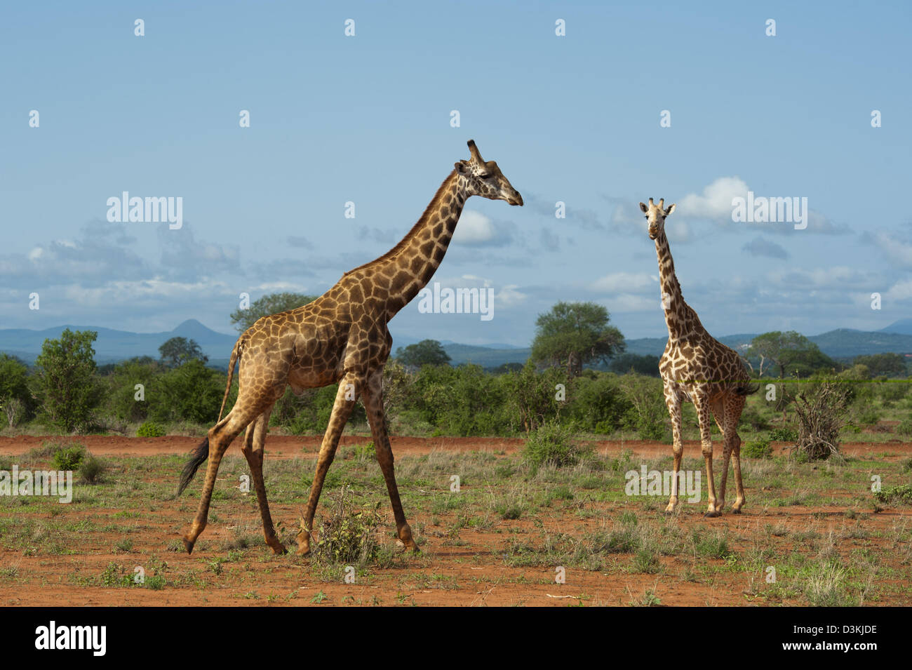 Maasai giraffes (Giraffa camelopardalis tippelskirchi), Tsavo East ...