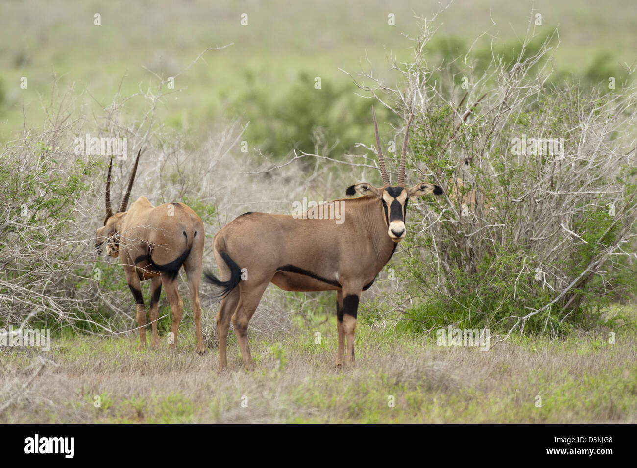 Fringe Eared Oryx High Resolution Stock Photography and Images - Alamy
