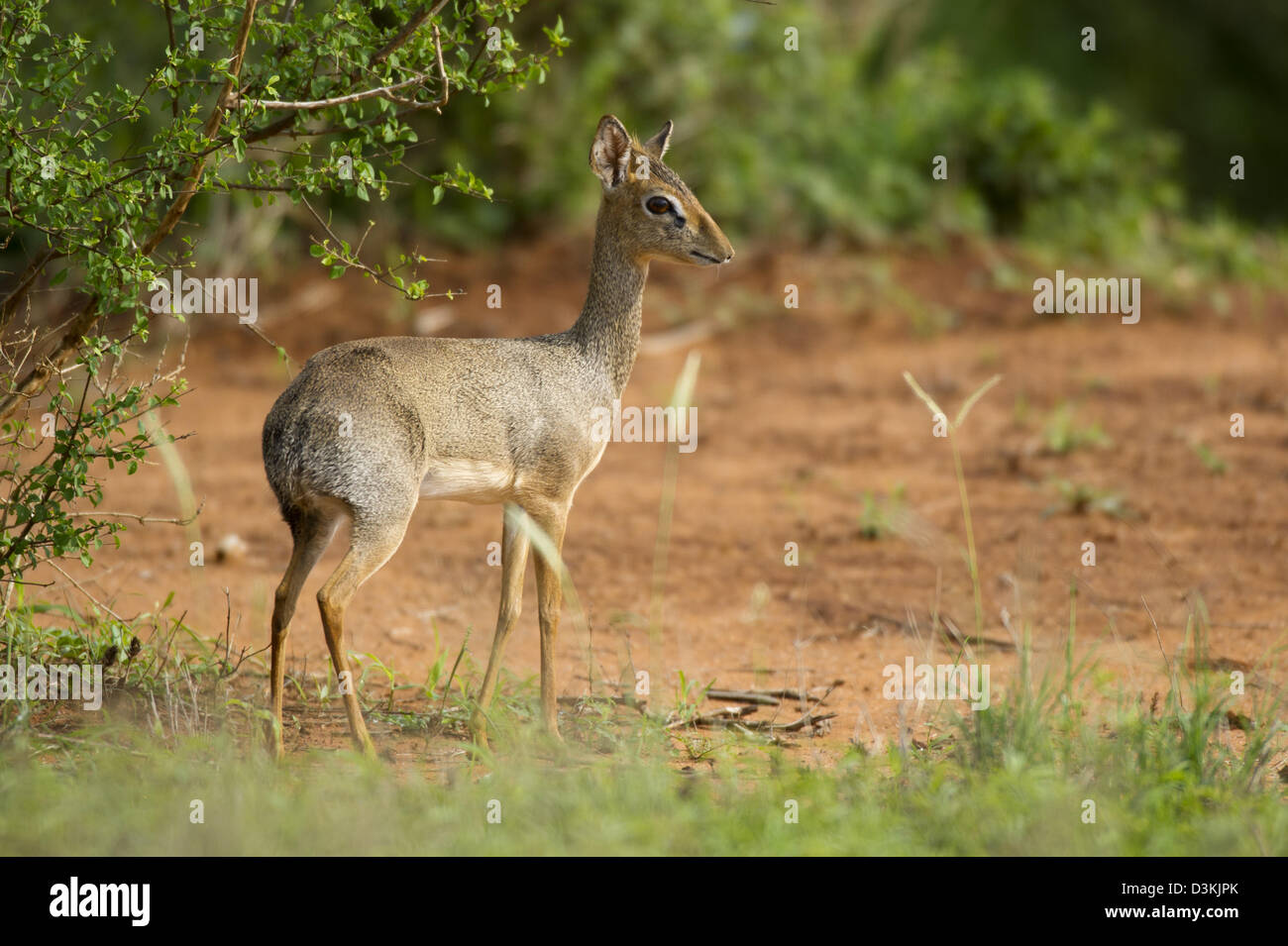 Kirk's dik-dik ( Madoqua kirki), Tsavo East National Park, Kenya Stock ...
