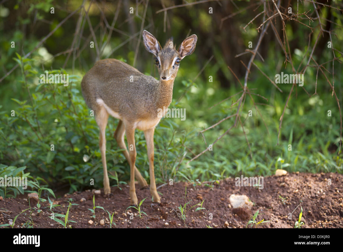 Kirk's dik-dik ( Madoqua kirki), Tsavo East National Park, Kenya Stock ...