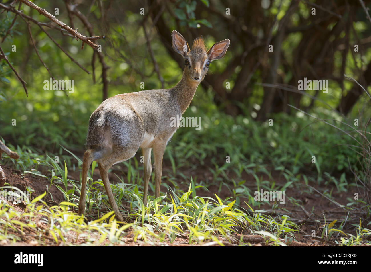 Kirk's dik-dik ( Madoqua kirki), Tsavo East National Park, Kenya Stock ...