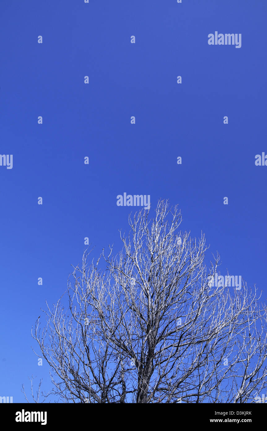 Tree and blue sky Stock Photo - Alamy