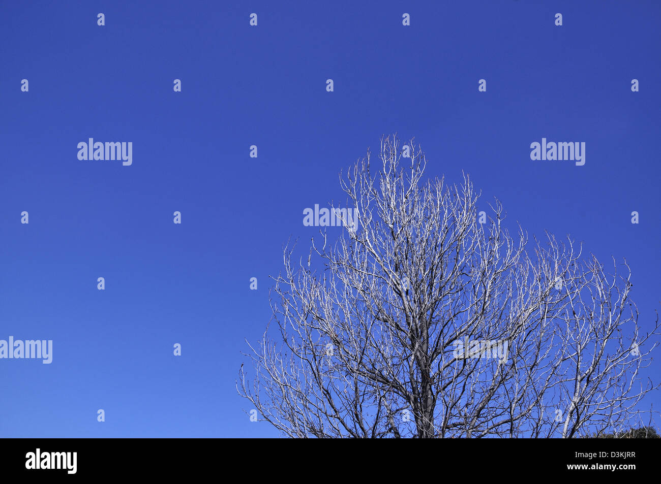 Tree and blue sky Stock Photo - Alamy