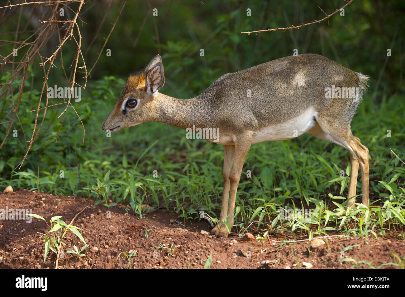 Kirk's dik-dik ( Madoqua kirki), Tsavo East National Park, Kenya Stock ...