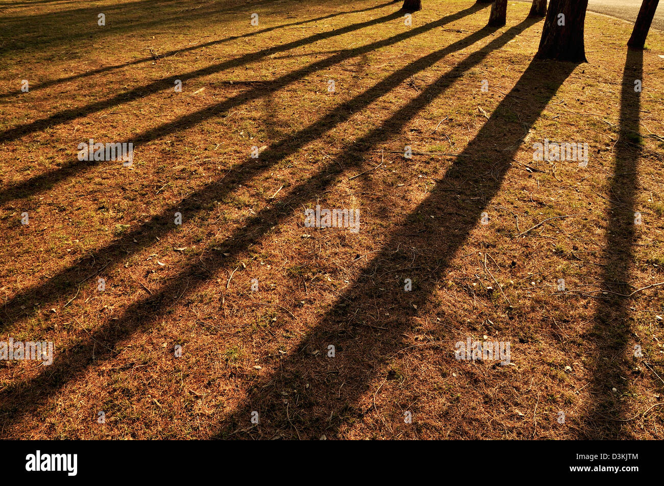 Tree shadows on the ground Stock Photo - Alamy