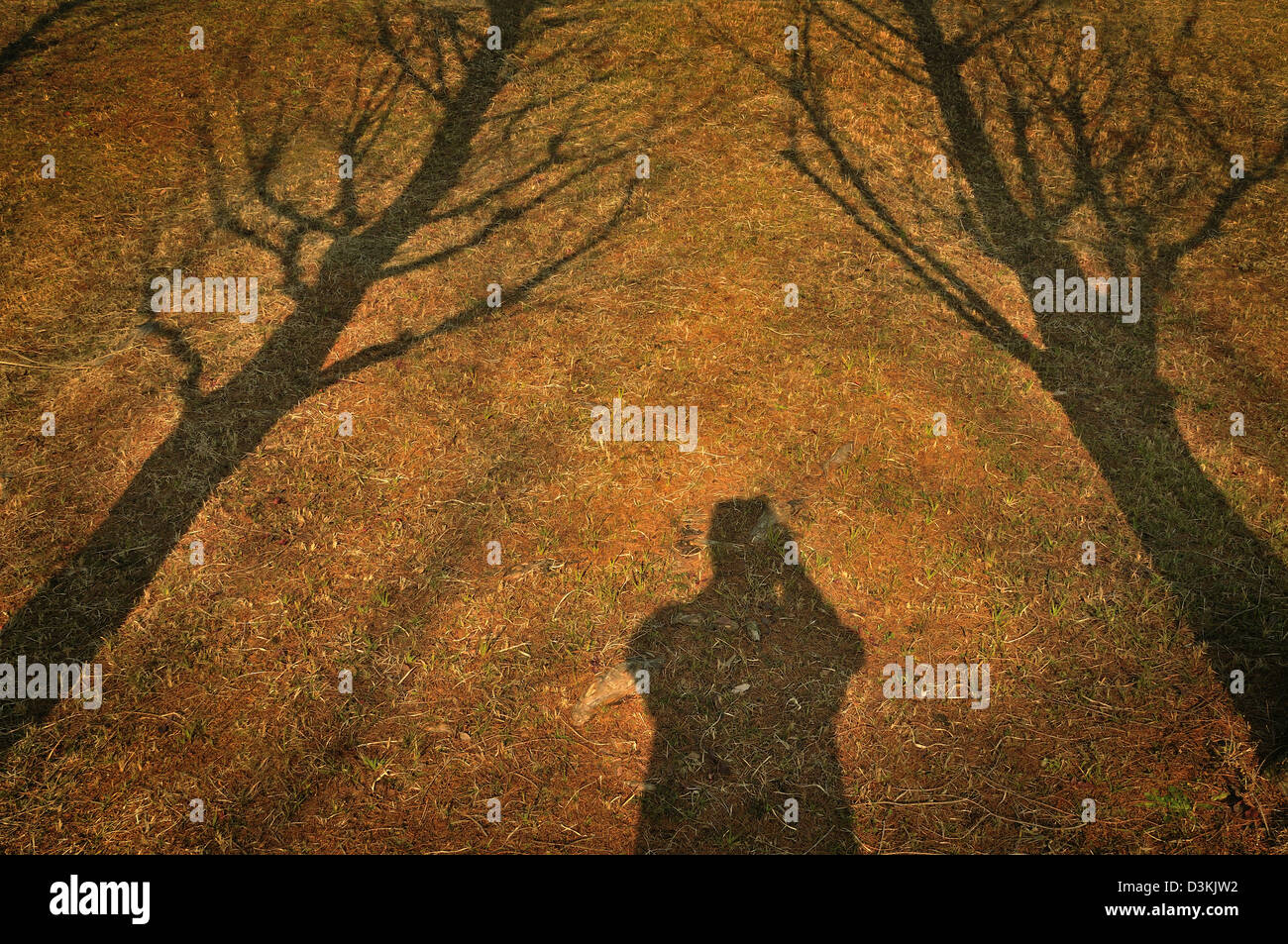 Shadows of trees and people on the ground Stock Photo - Alamy