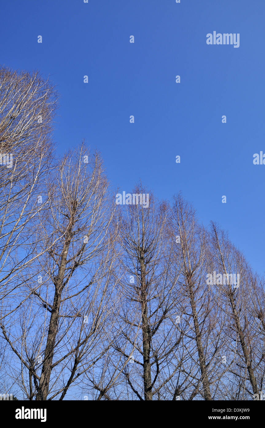Trees and blue sky Stock Photo - Alamy
