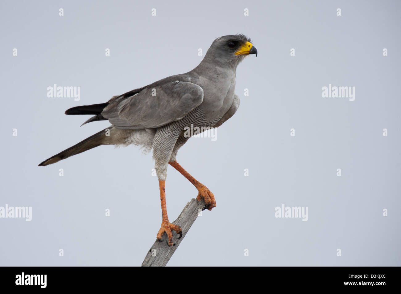 Eastern Chanting goshawk, Melierax poliopterus, Tsavo East National ...