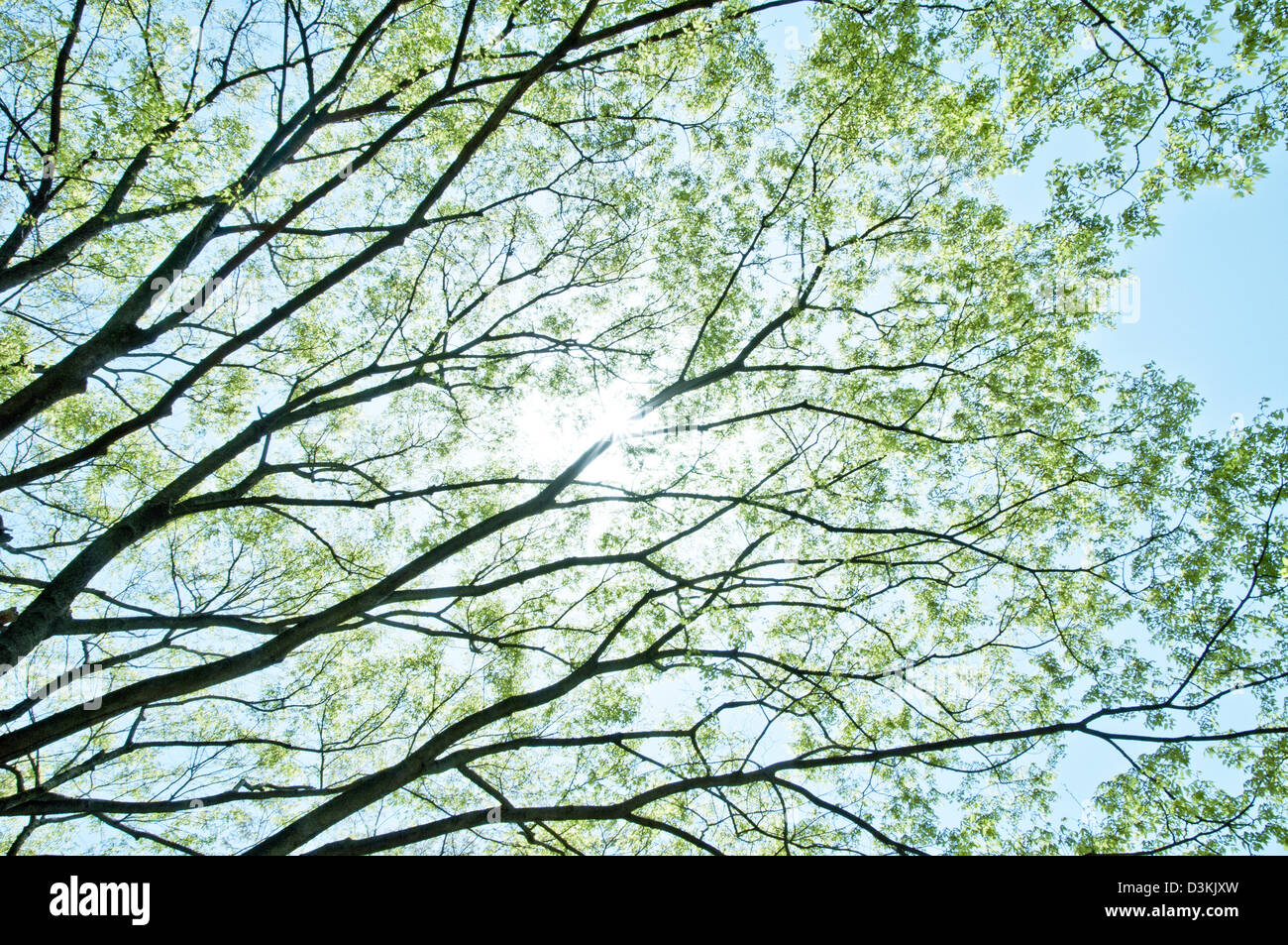 Trees and sunlight Stock Photo - Alamy