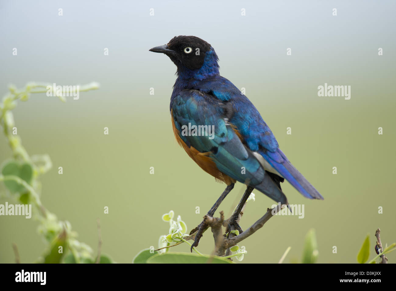 Kenyan starling hi-res stock photography and images - Alamy