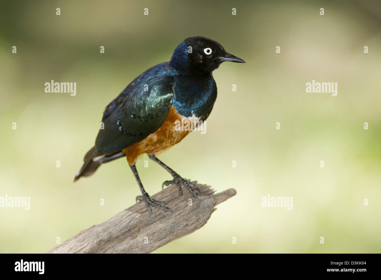 Kenyan starling hi-res stock photography and images - Alamy