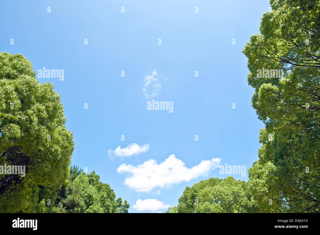 Trees and sky with clouds Stock Photo - Alamy