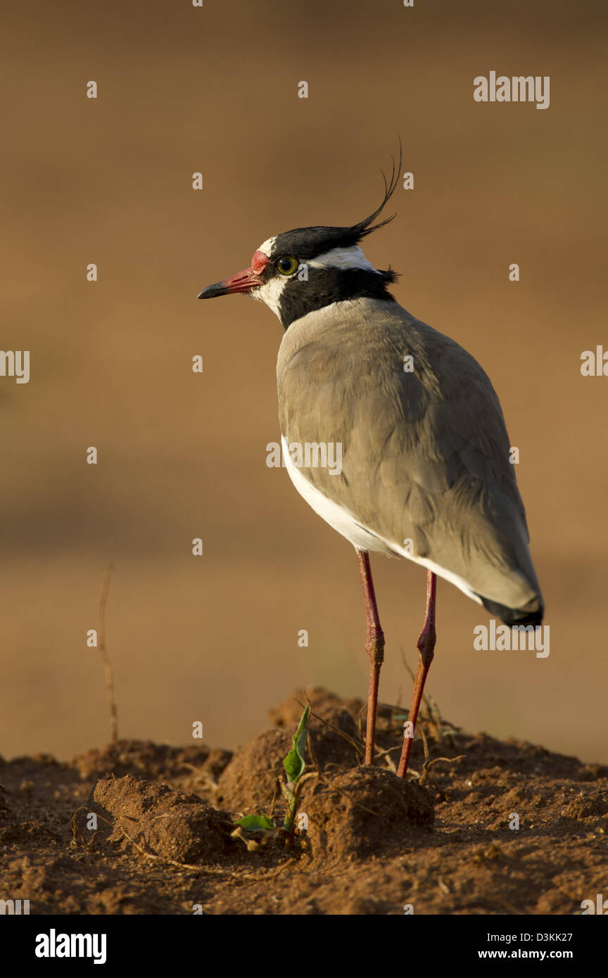 Black headed lapwing hi-res stock photography and images - Alamy