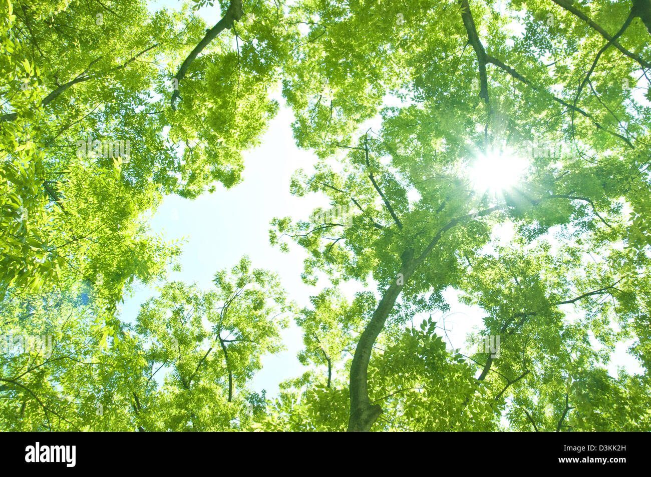 Trees and sunlight Stock Photo - Alamy