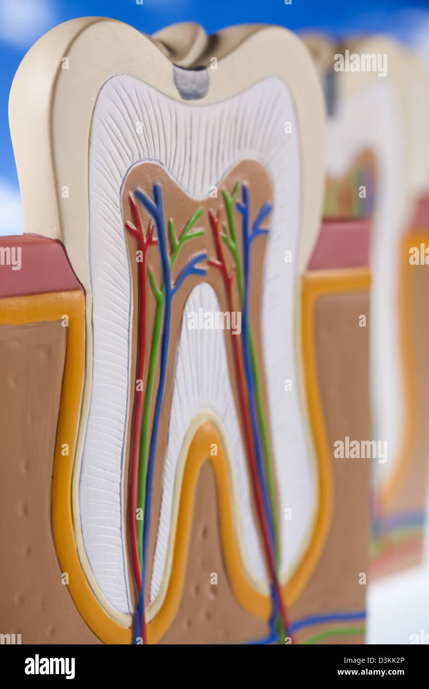 Molar nail hi-res stock photography and images - Alamy