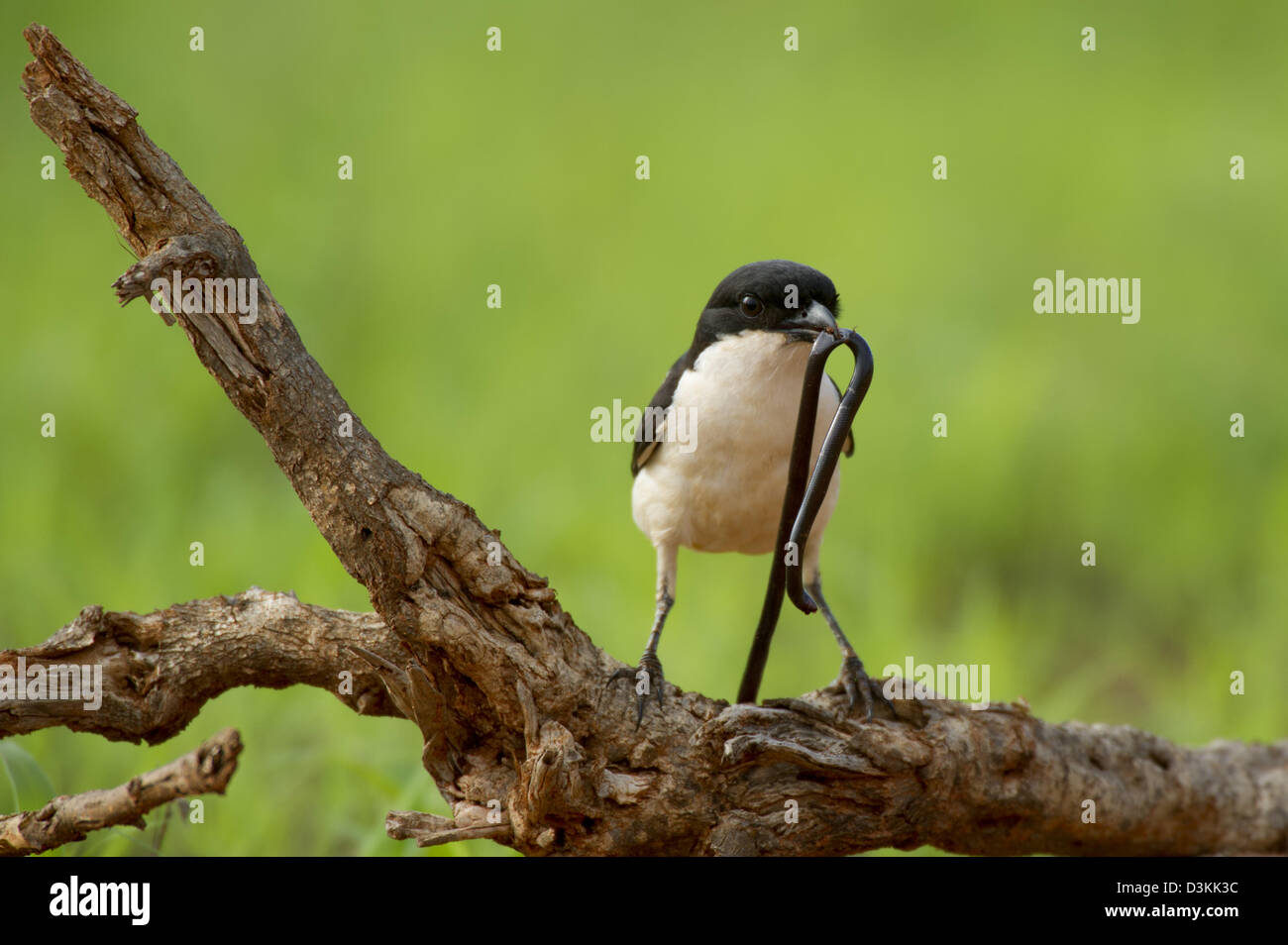 Taita fiscal hi-res stock photography and images - Alamy