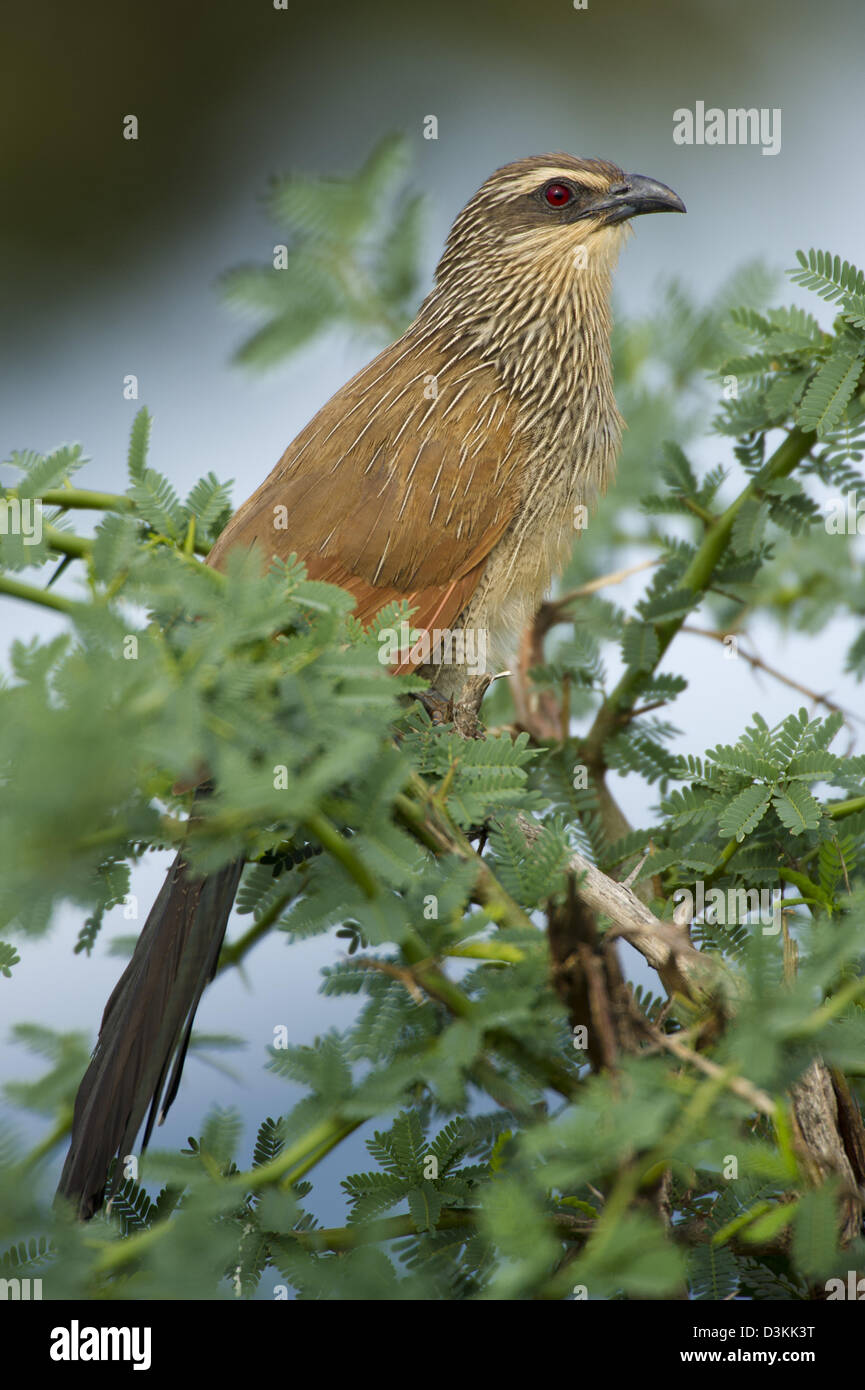 White-browed Coucal (Centropus superciliosus), Tsavo East National Park ...
