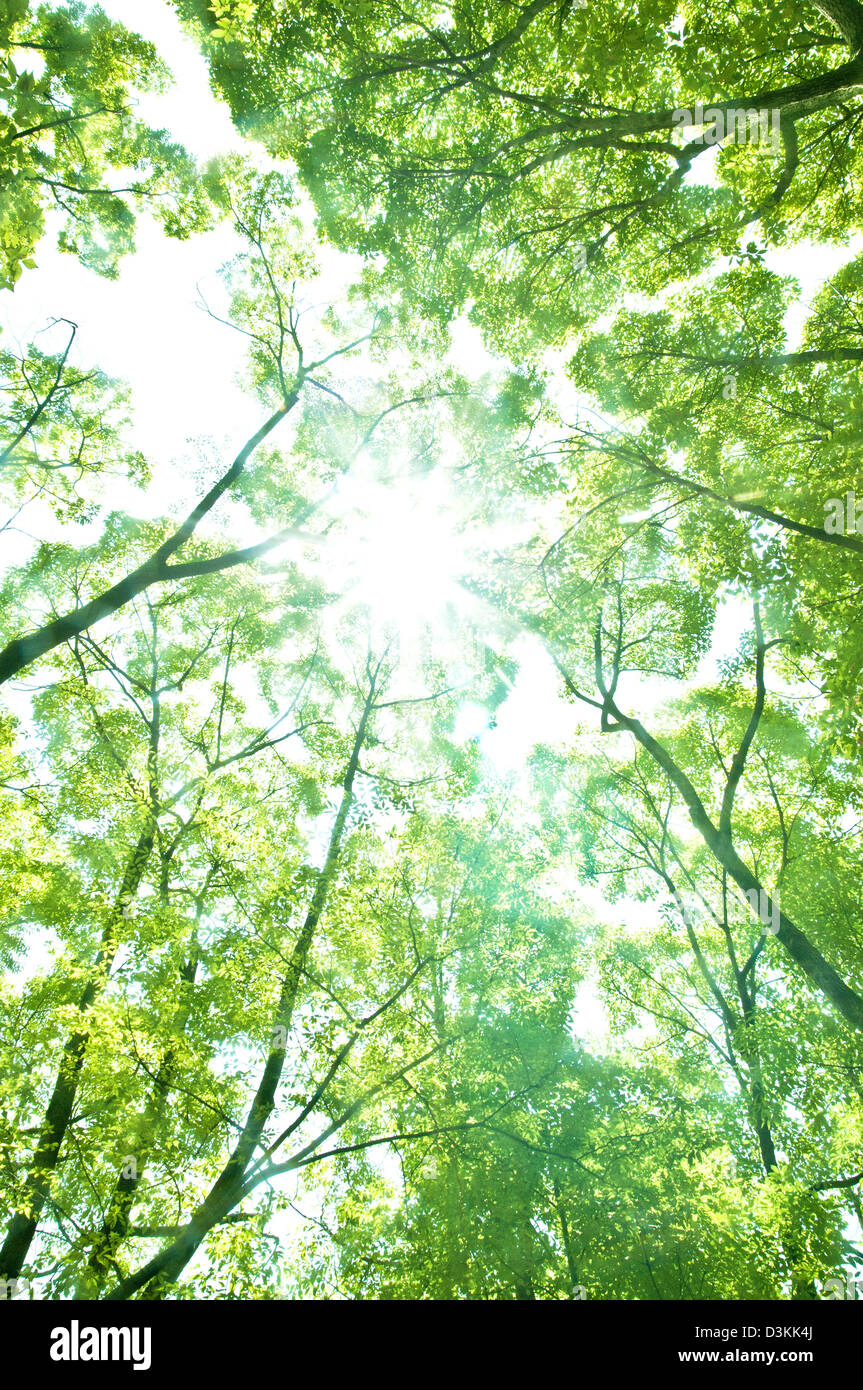 Trees and sunlight Stock Photo - Alamy