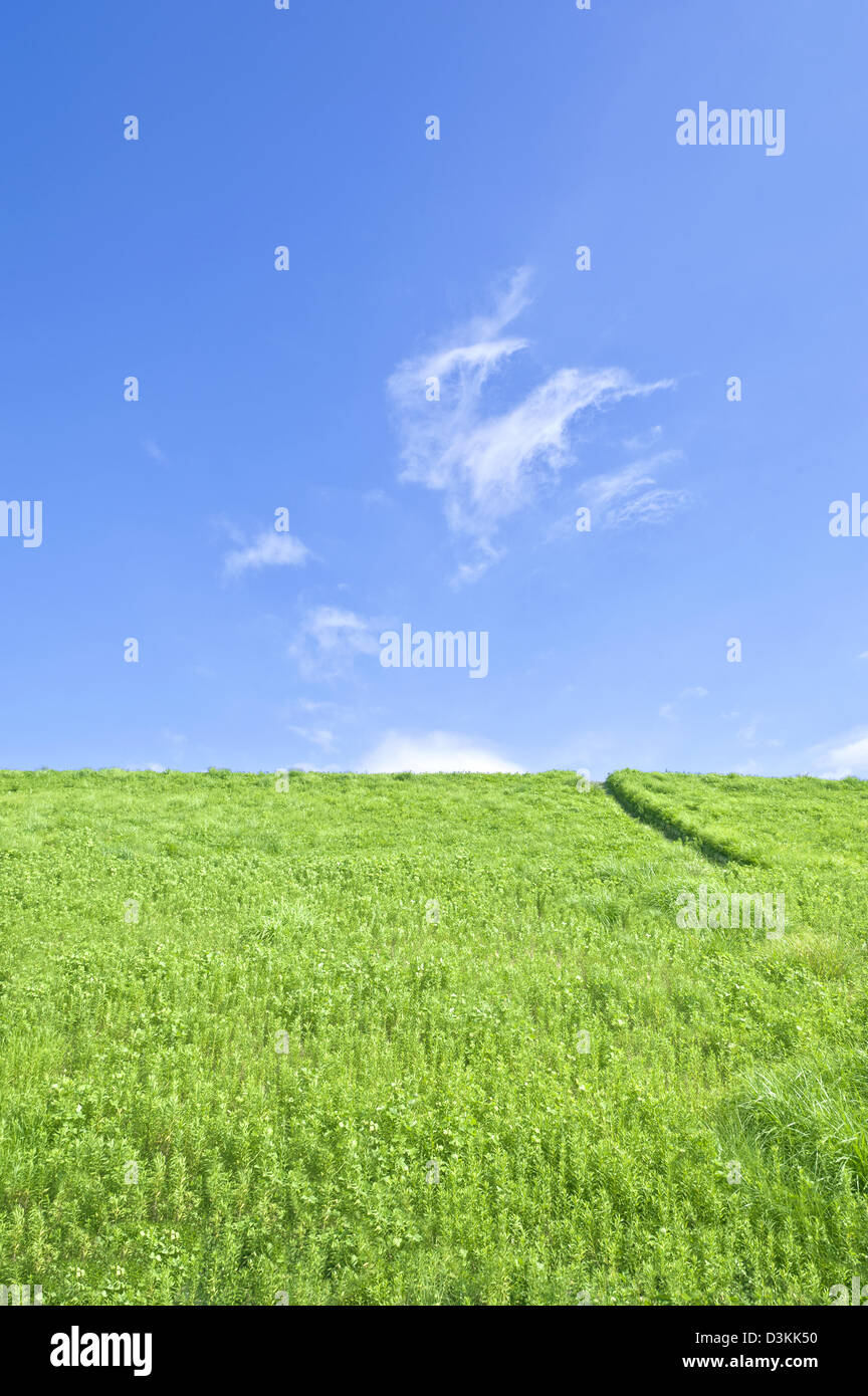 Grassland and blue sky with clouds Stock Photo - Alamy