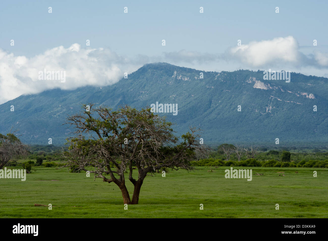 Kanderi swamp in front of Taita Hills, Tsavo East National Park, Kenya ...