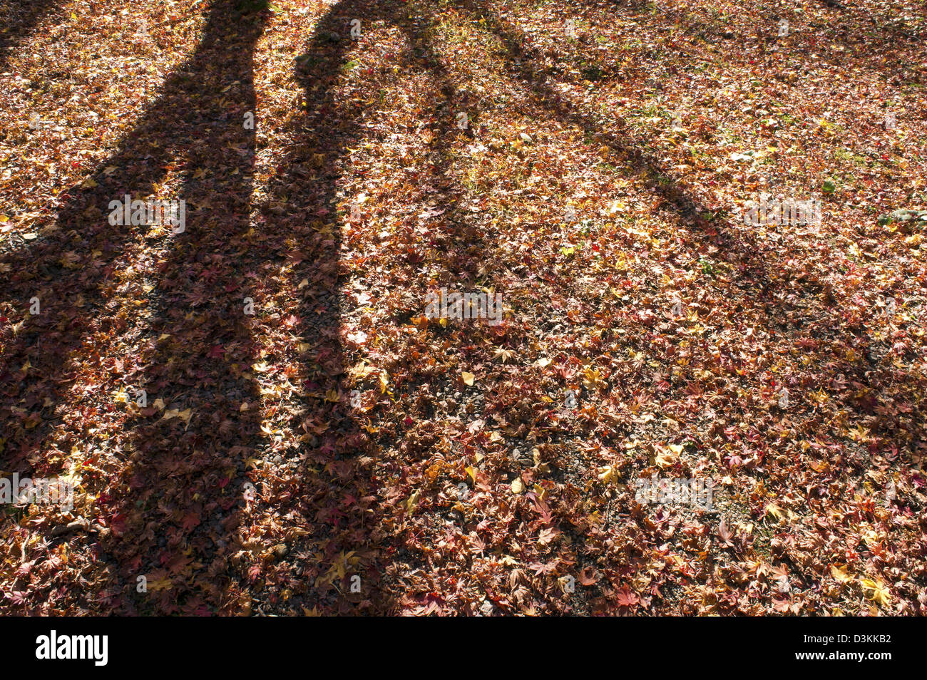 Tree shadows on the ground Stock Photo - Alamy