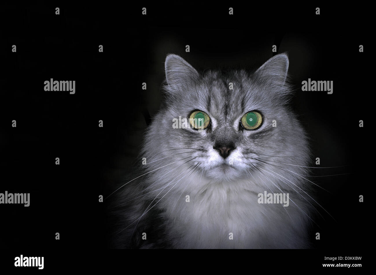 Cat eye looking at the camera hi-res stock photography and images - Alamy