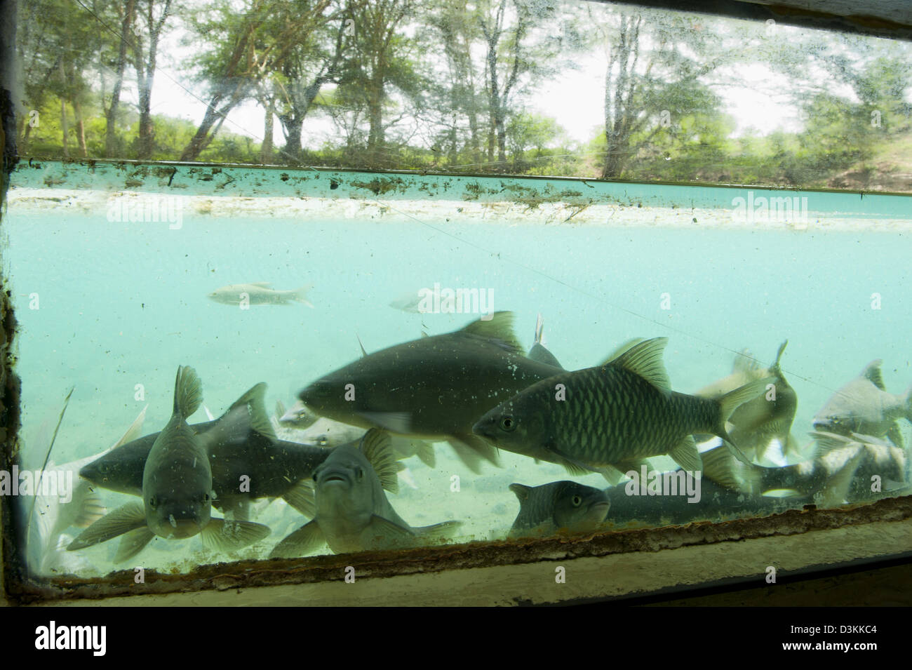 Underwater viewing chamber, Mzima Springs, Tsavo West National Park ...