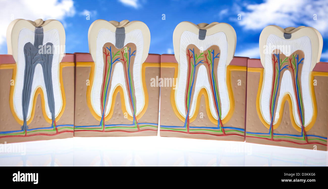 Molar nail hi-res stock photography and images - Alamy