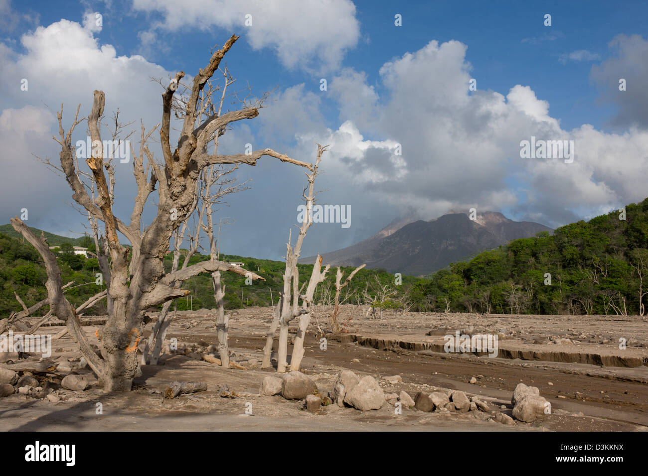 Trees buried in the mud flow down the Belham River, with the Soufriere ...