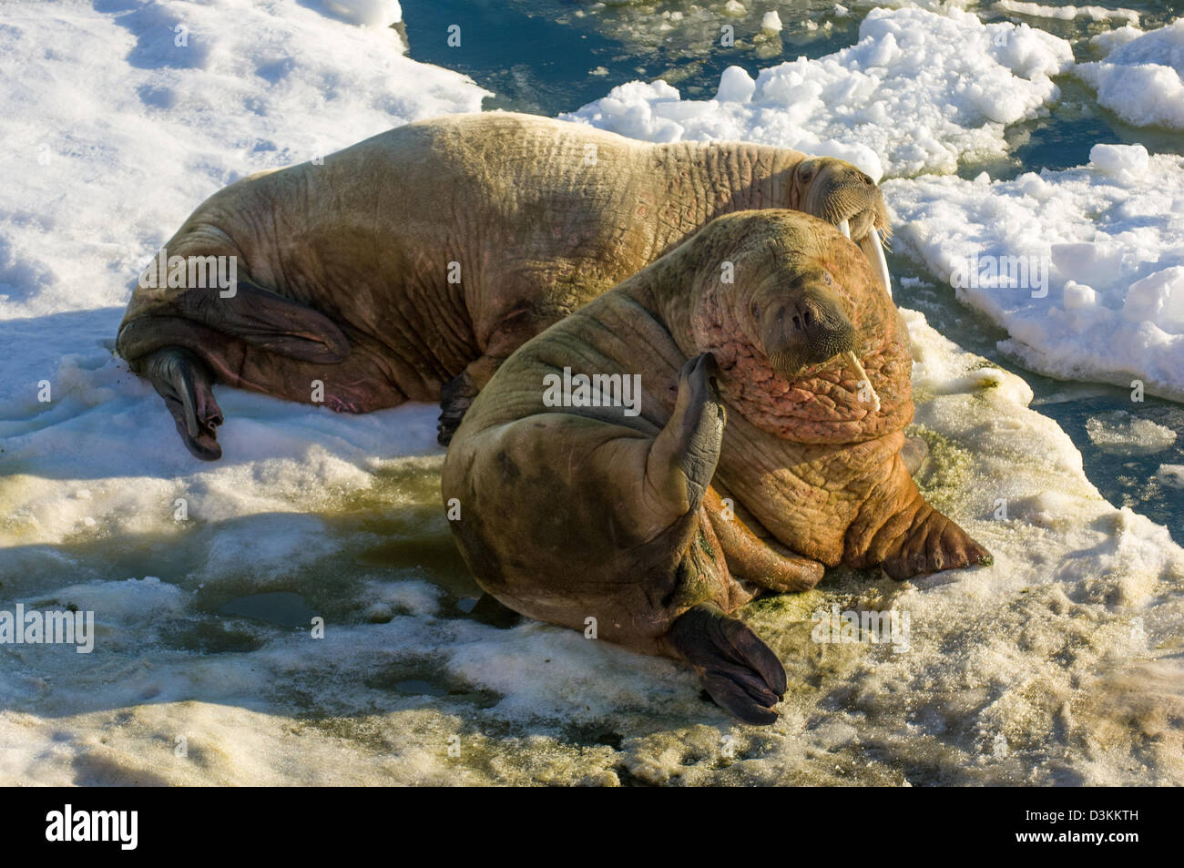 Walrus (Odobenus rosmarus) scratching itself on floating ice floe in ...