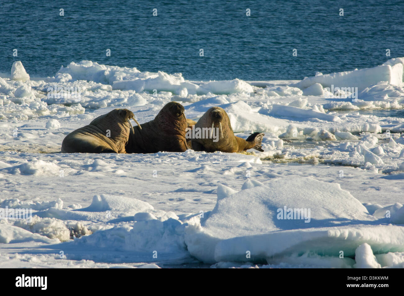 Group of Walrus (Odobenus rosmarus) on floating ice floe in the the ...