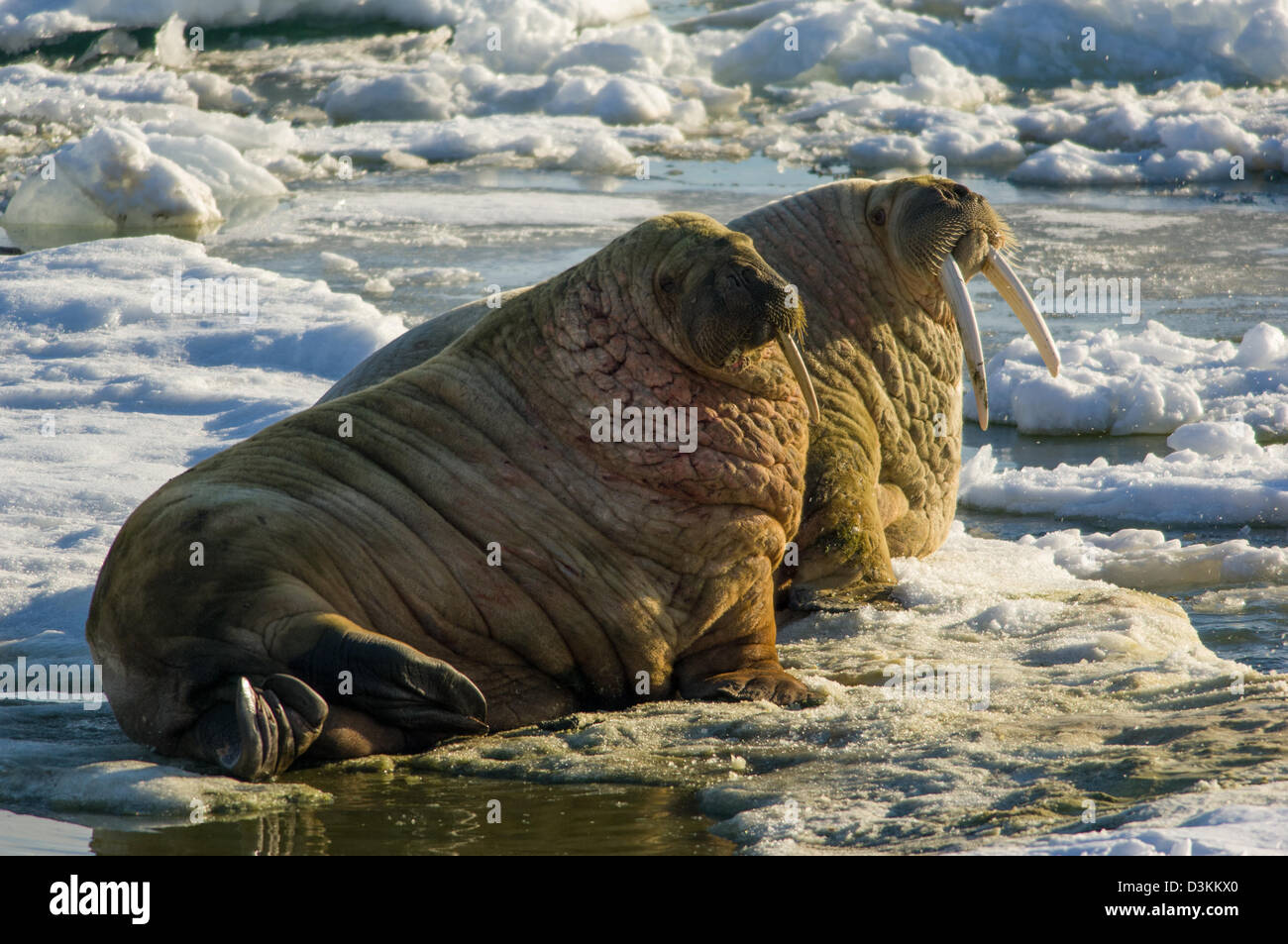 Two Walrus (Odobenus rosmarus) on floating ice floe in the the ...