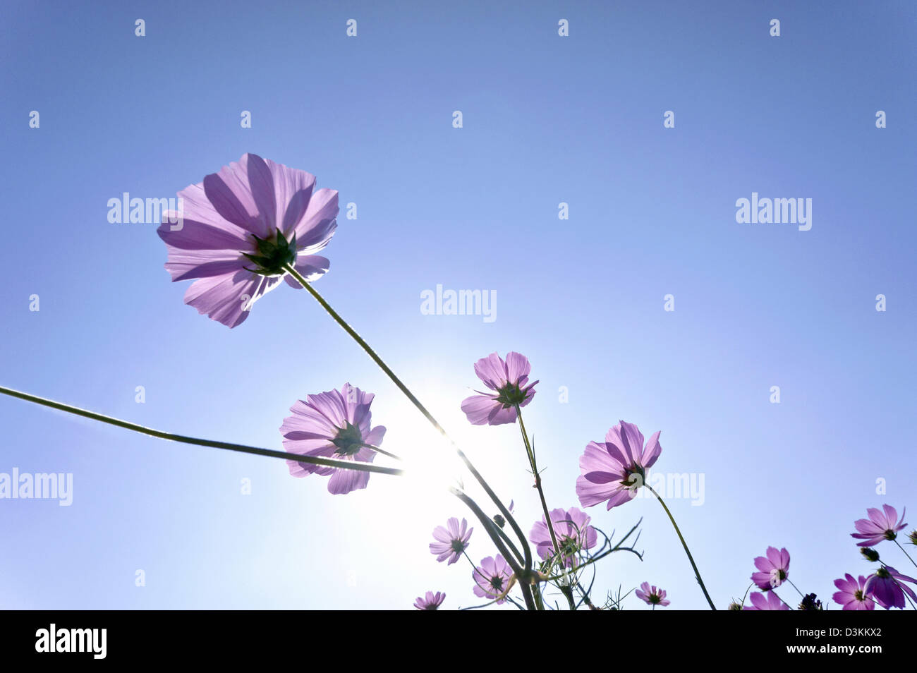 Cosmos and blue sky Stock Photo - Alamy